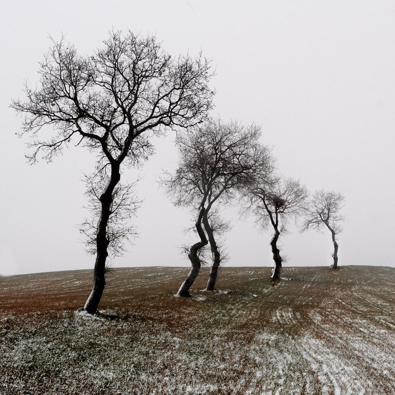 Five Trees by Walter Caterina, Photography, Digital | Art Limited