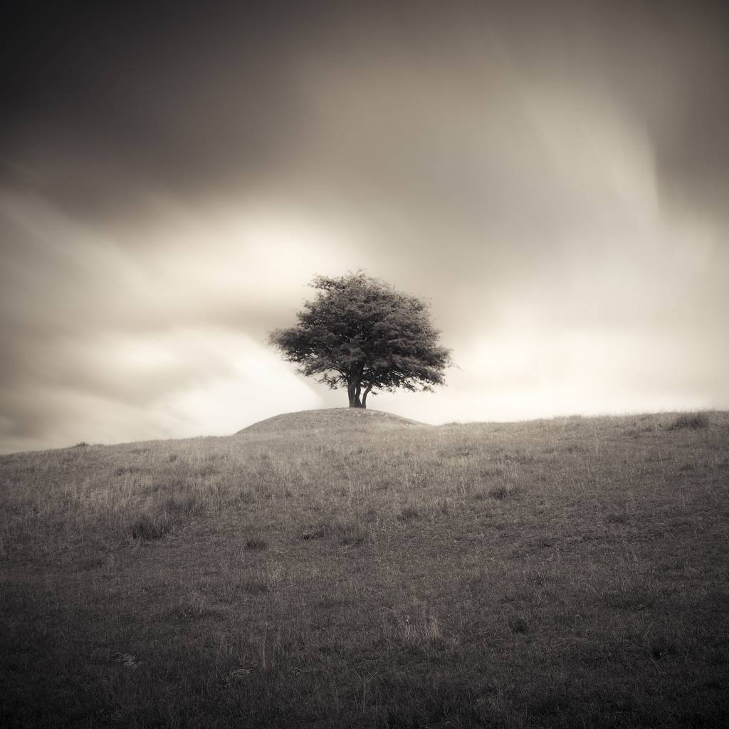 Lonely Tree by Mats Reslow, Photography, Digital | Art Limited