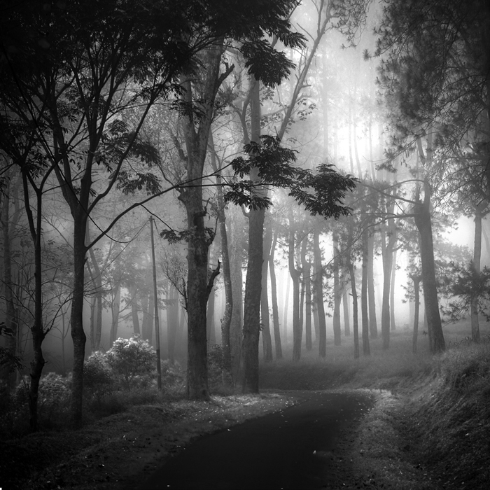 Deep Forest by Hengki Koentjoro, Photography | Art Limited