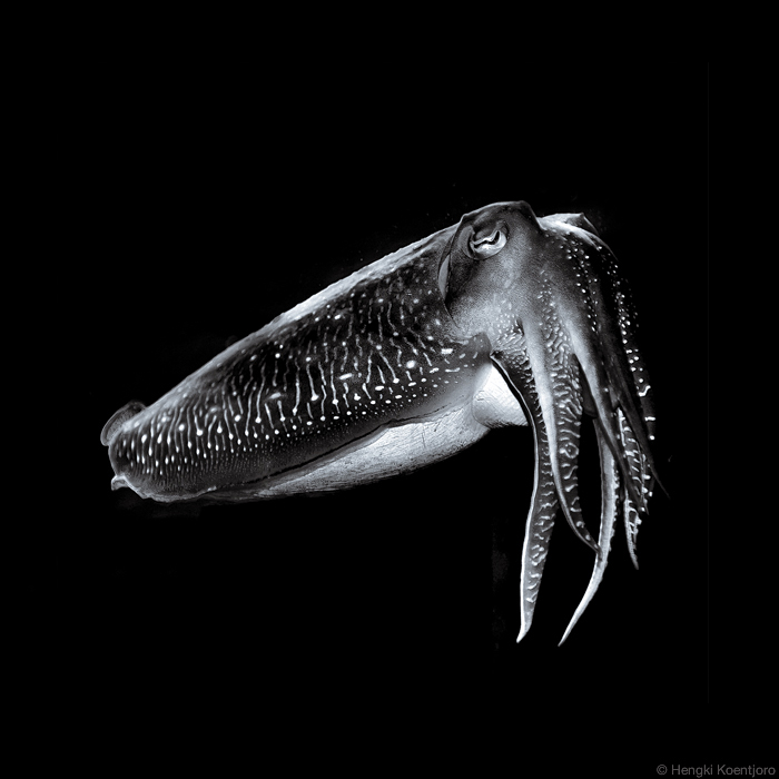 Cuttlefish by Hengki Koentjoro, Photography, Digital | Art Limited