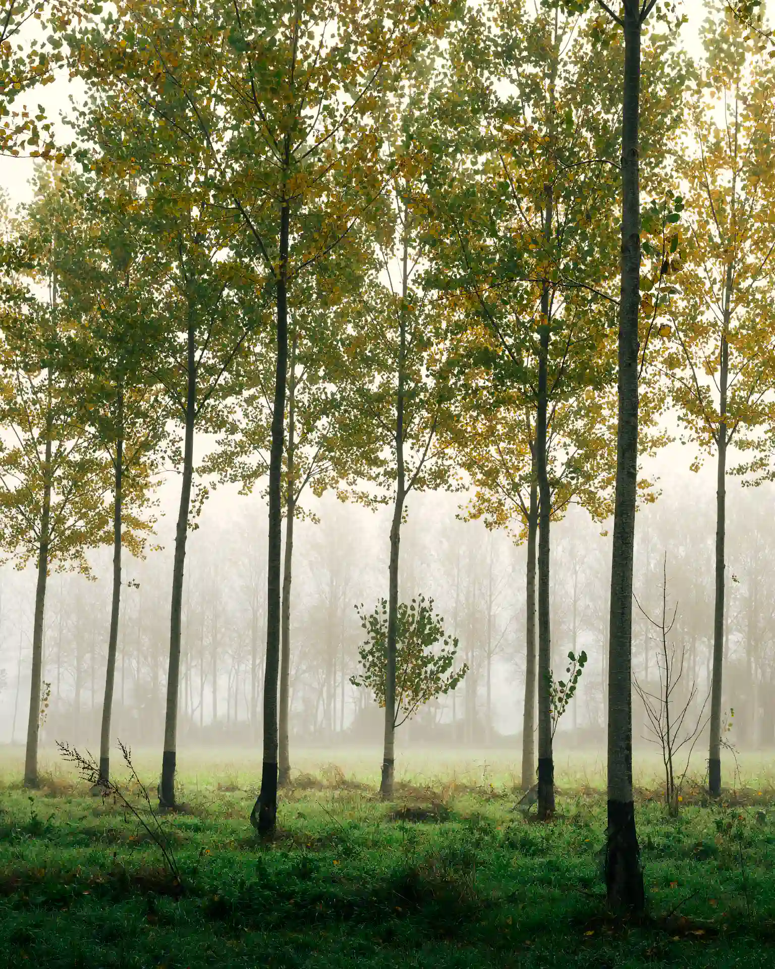D'or et de lumière, Vendée, France 2025a par Lionel Hug, Photographie ...