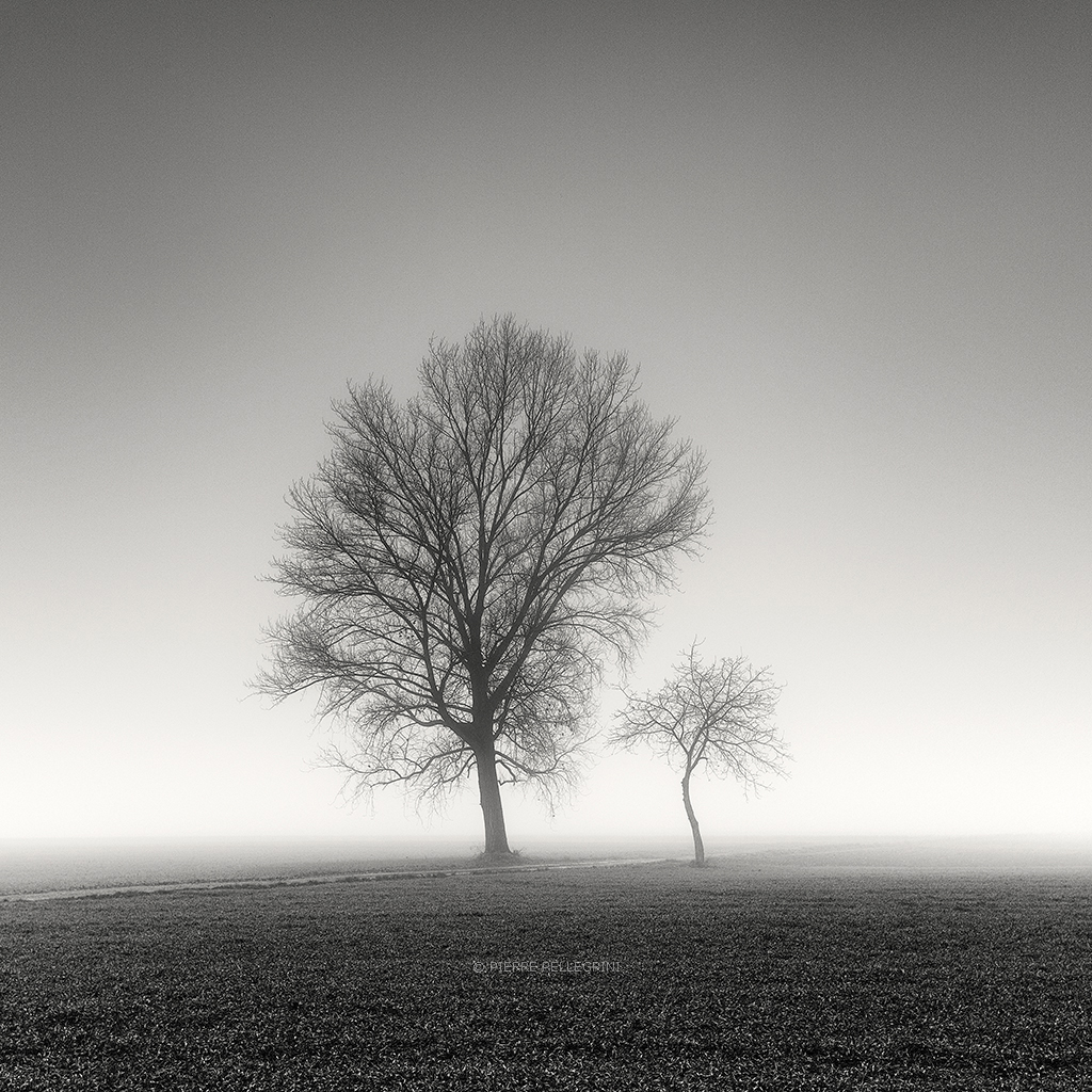 Relationship between trees I by Pierre Pellegrini, Photography, Digital ...