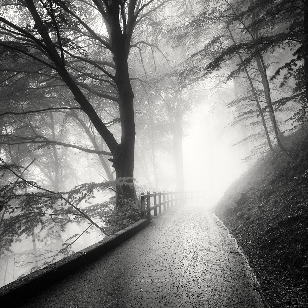 Glow in the woods by Pierre Pellegrini, Photography, Digital | Art Limited