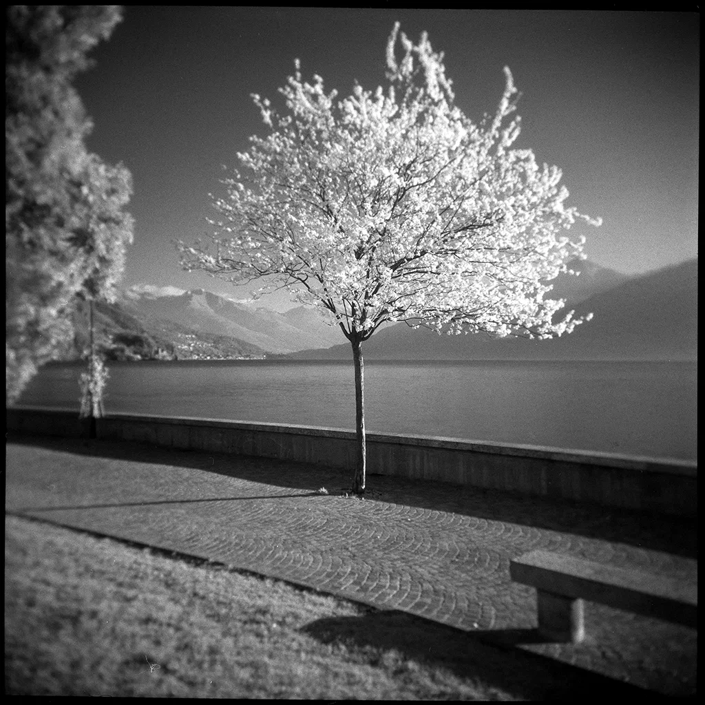 Spring 2023 by Pierre Pellegrini, Photography, Medium-format film | Art ...