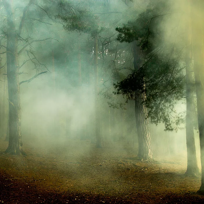 Horsell Common by David Baker, Photography | Art Limited
