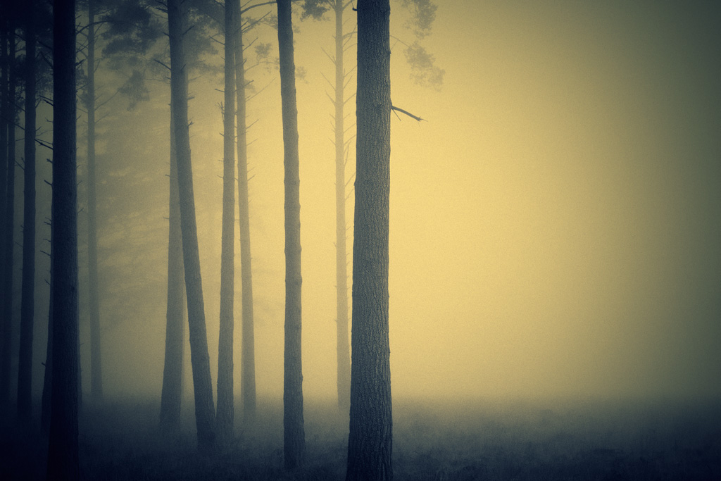 Forest Edge by David Baker, Photography, Digital | Art Limited