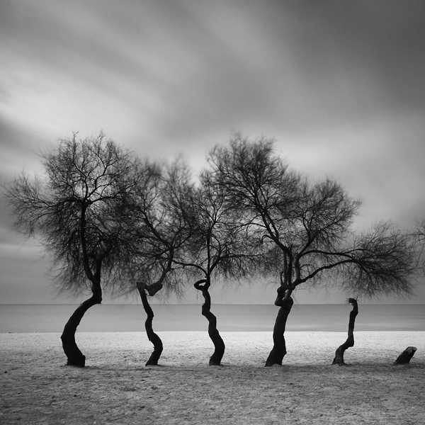 Four trees and two logs by Yalçın Varnalı, Photography, Digital | Art ...