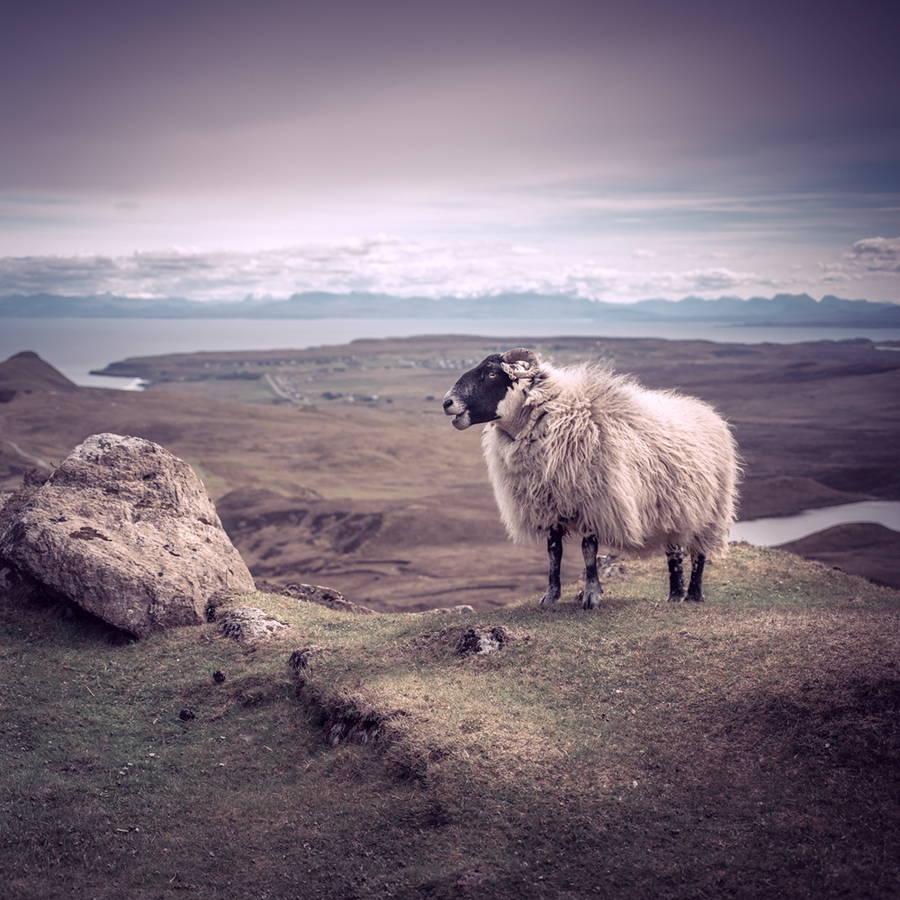Scottish Highland Sheep by Wes Pettus, art work | Art Limited