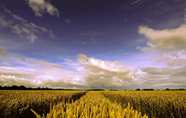 Agricultural Elements by Gordon Allison, Photography, Digital | Art Limited