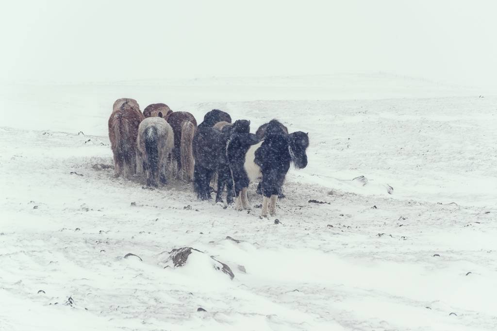 Frozen Back Horses by Alessandro Rovelli, Photography, Digital | Art ...