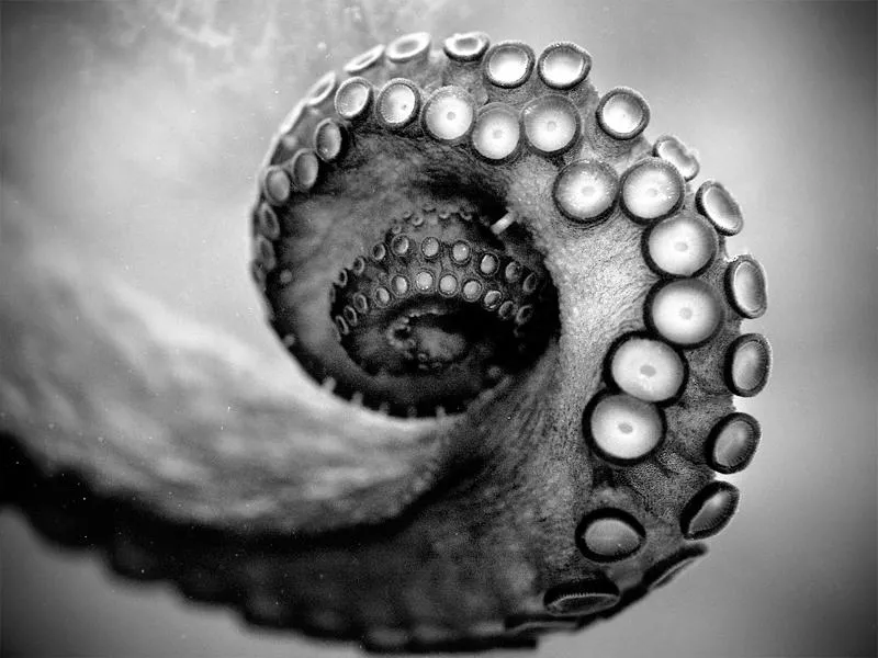 Octopus by Jean-baptiste Senegas, Digital art, Composition | Art Limited