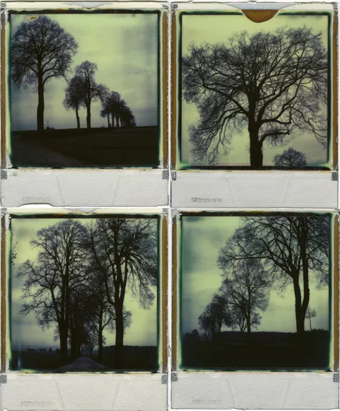 Sad Trees by Andrea Ehrenreich, Photography, Instant film | Art Limited