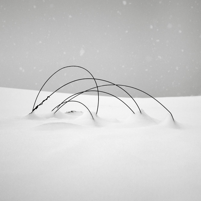 Tangle by Maria Strömvik, Photography, Digital | Art Limited