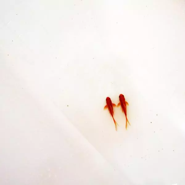 Let'S Go by Sabrina Lesert, Photography, Digital | Art Limited