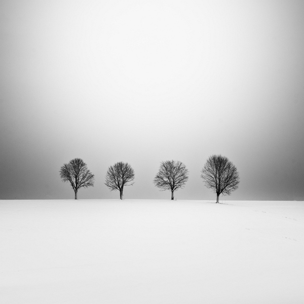 Four Trees by Uwe Langmann, Photography, Digital | Art Limited