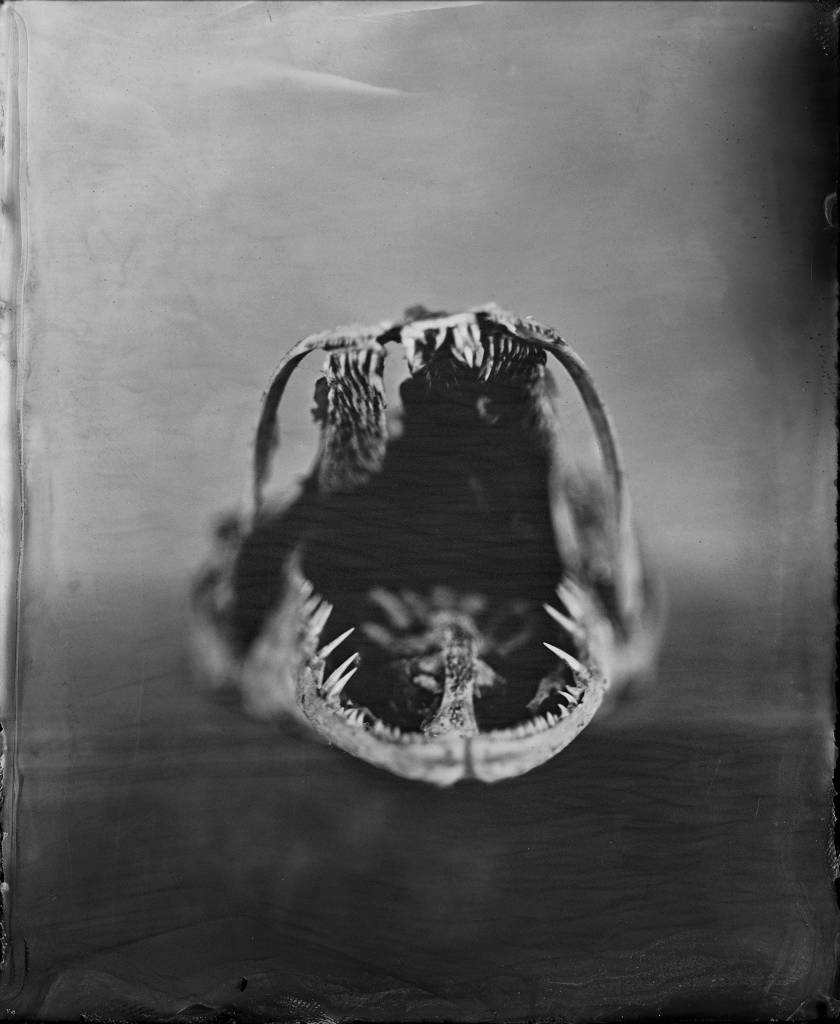 Pike skeleton I by Elizabeth Herman (Elizerman), Photography, Large ...