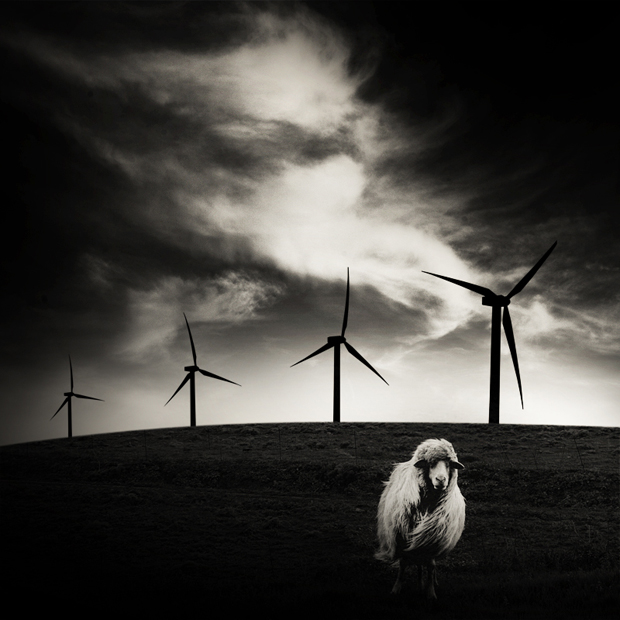 Sheep And Wind Turbines by Giorgio Bisetti, Photography, Digital | Art ...