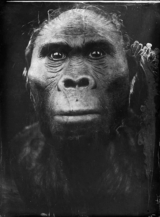 Australopithecus Africanus by Cyril Caine, Photography, Large-format ...