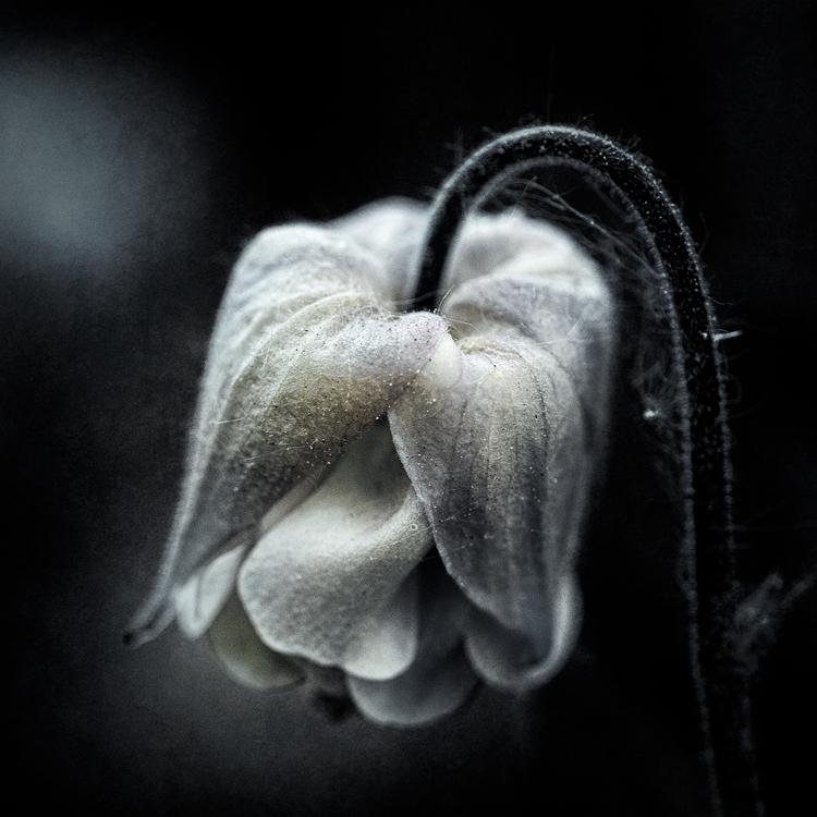 With A Subtle Hint Of Colour by Gittan Beheydt, Photography, Digital ...