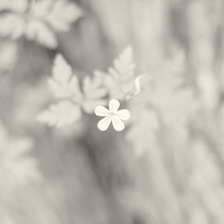 Fragile by Gittan Beheydt, Photography, Digital | Art Limited