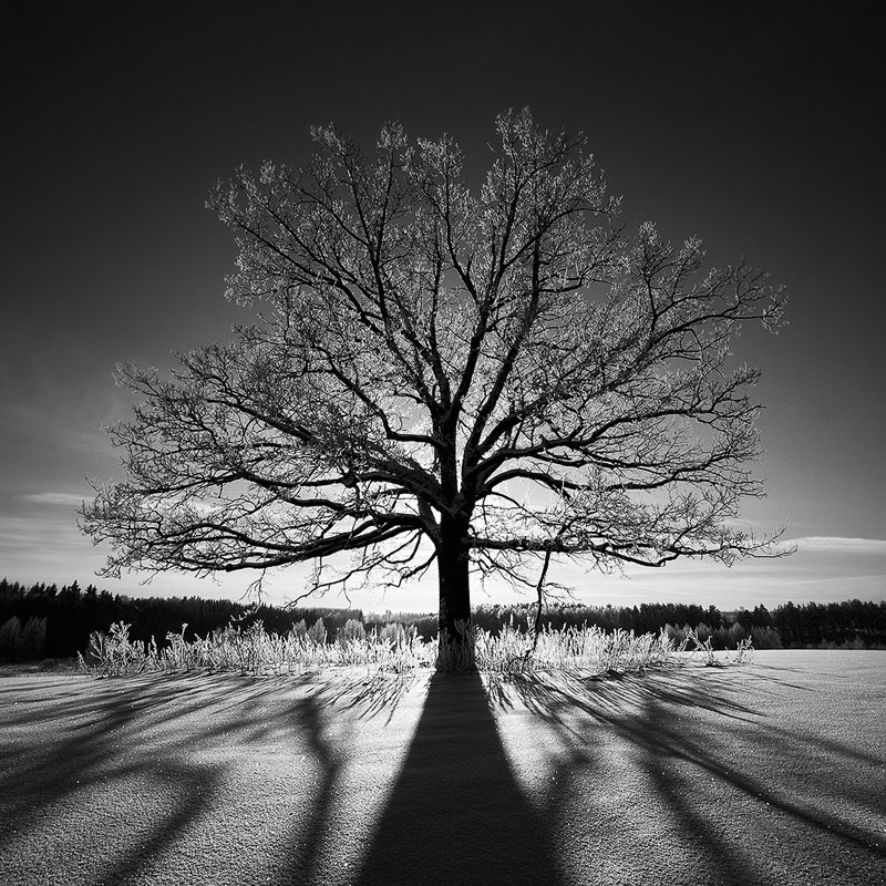 Strength by Uldis Krusts, Photography, Digital | Art Limited