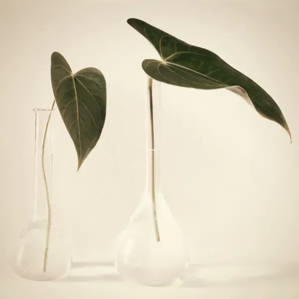 Still life (1980) by Alexander Tkachev, Photography, film 24x36, 35mm | Art Limited