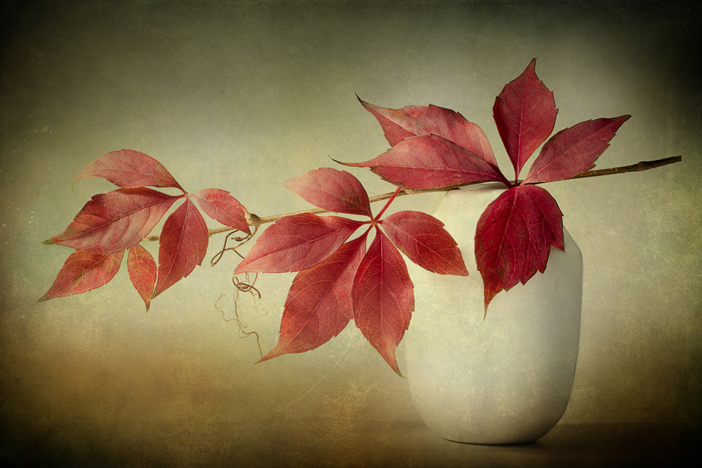Leaf Still Life Photography Autumn Photography Fun! Sharp Shots