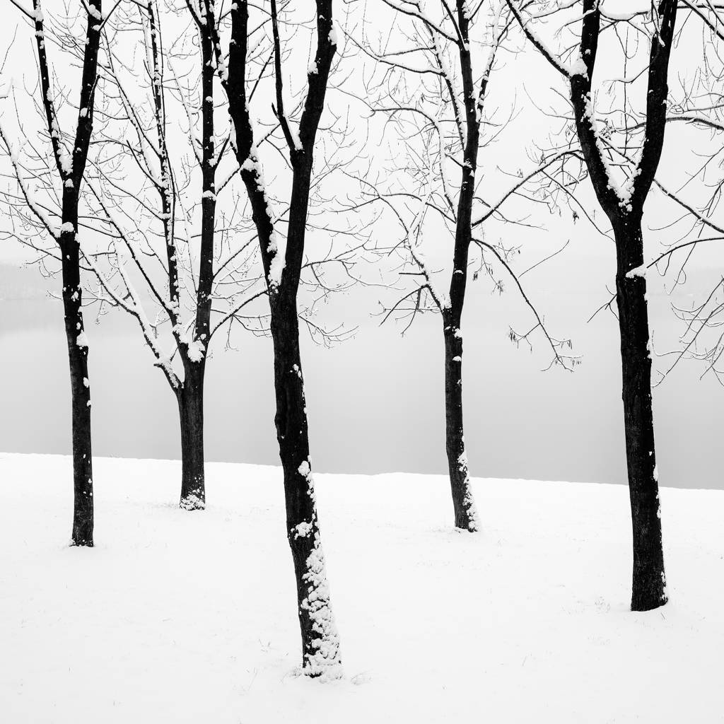 Five Trees by Martin Rak, Photography, Digital | Art Limited
