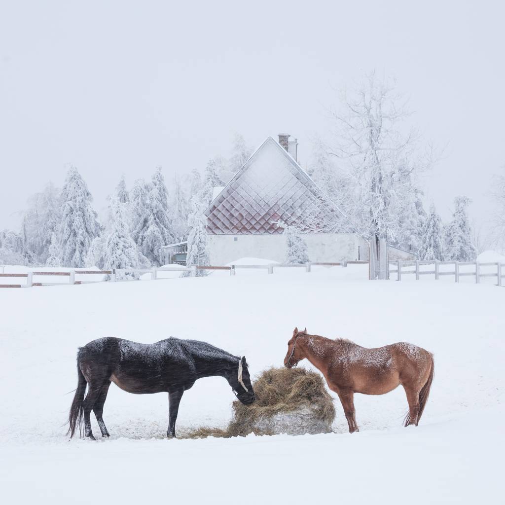 Winter Pasture by Martin Rak, Photography, Digital | Art Limited