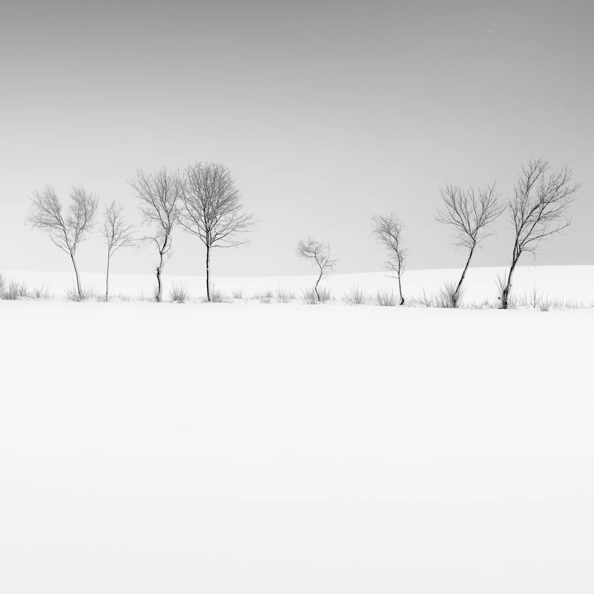 Eight Trees by Martin Rak, Photography, Digital | Art Limited