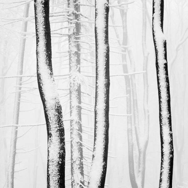 Wintry Riverbank by Martin Rak, Photography, Digital | Art Limited