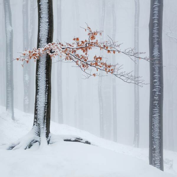 Wintry Riverbank by Martin Rak, Photography, Digital | Art Limited