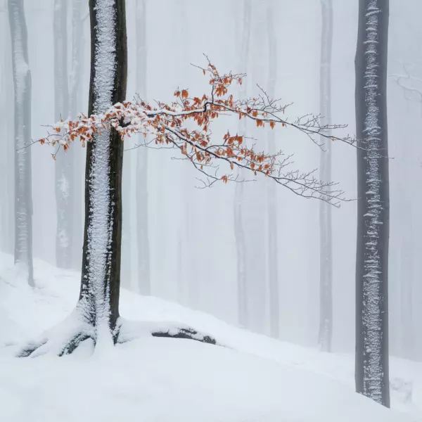 Baltic Dreaming #15 by Martin Rak, Photography, Digital | Art Limited