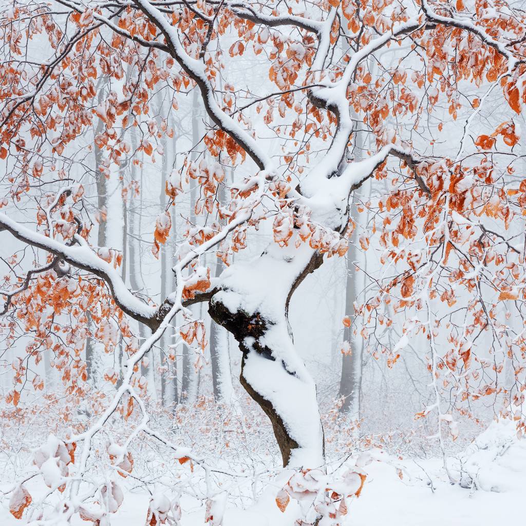 Tree of Life by Martin Rak, Photography, Digital | Art Limited