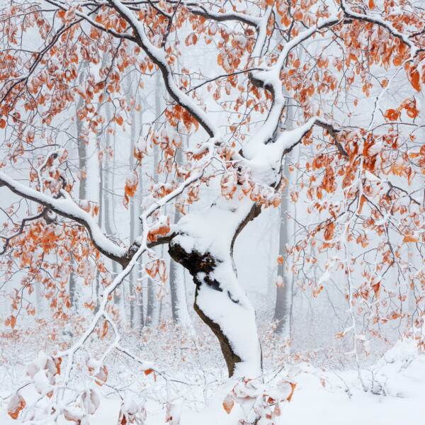 Wintry Riverbank by Martin Rak, Photography, Digital | Art Limited