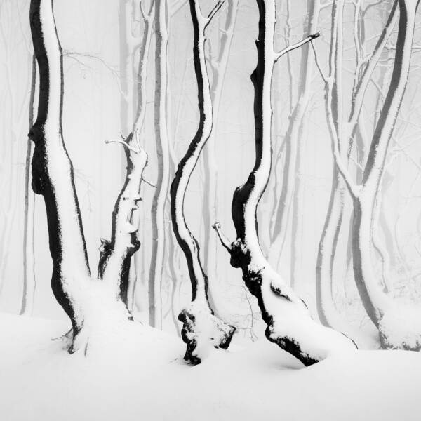 Row of Trees by Martin Rak, Photography, Digital | Art Limited