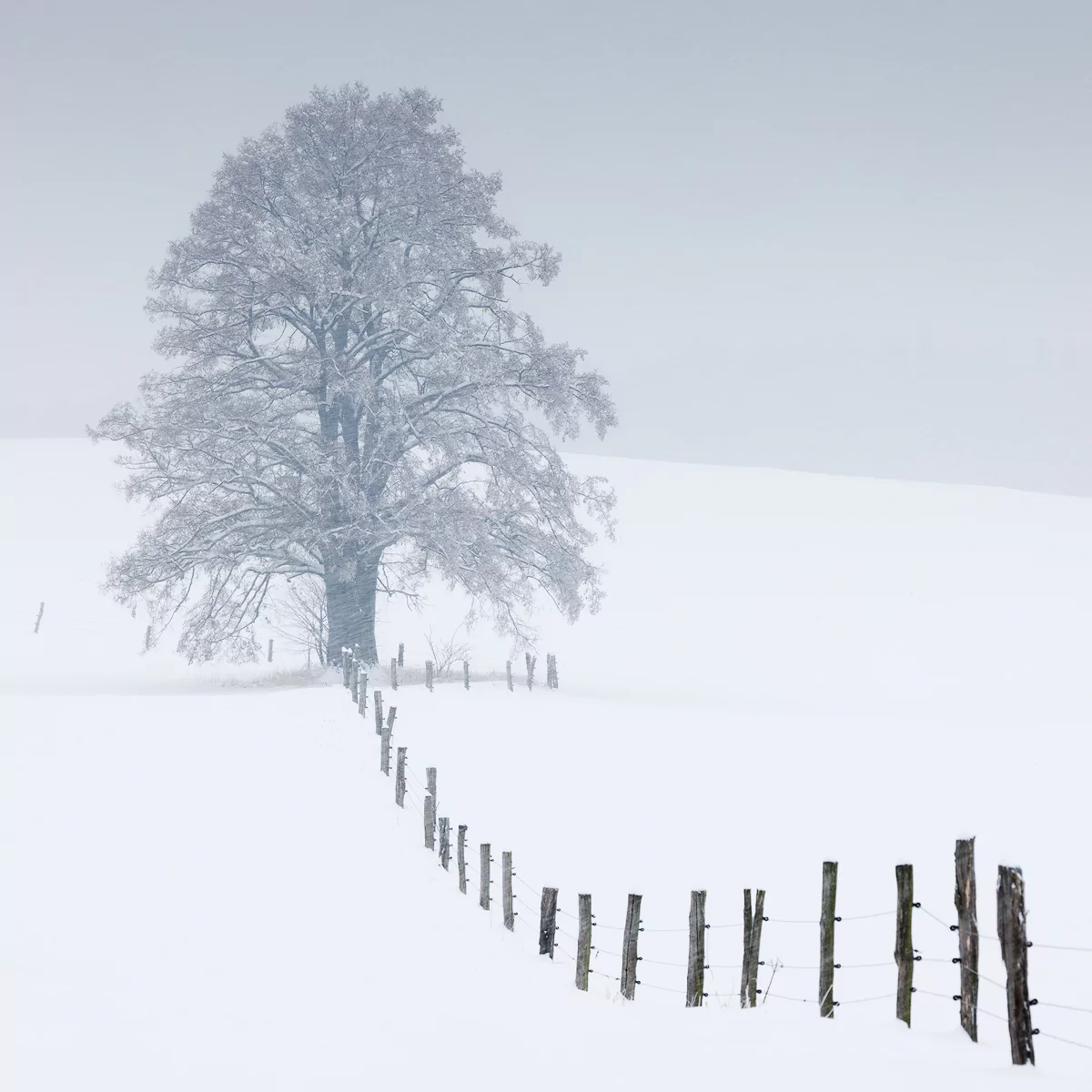 Art of Winter III by Martin Rak, Photography, Digital | Art Limited