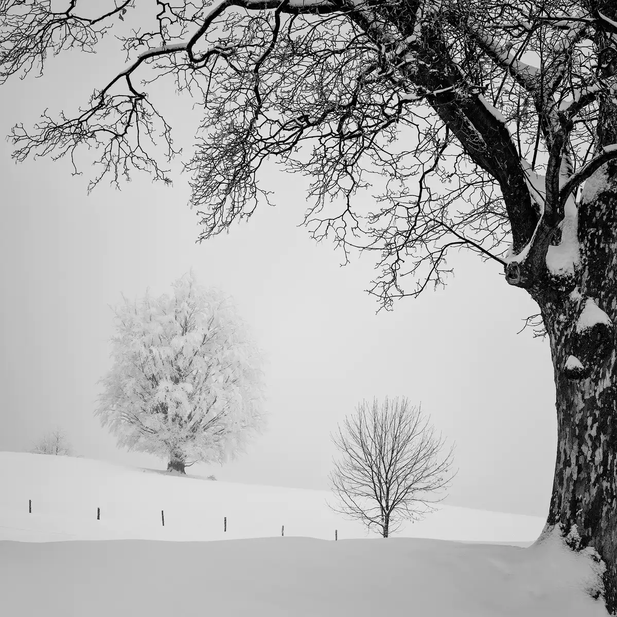 Natural Framing par Martin Rak, Photographie, Numérique | Art Limited