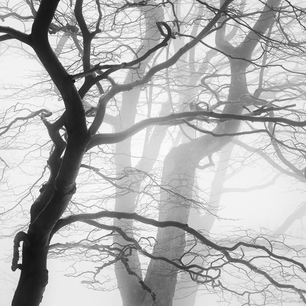 Forest Creatures by Martin Rak, Photography, Digital | Art Limited