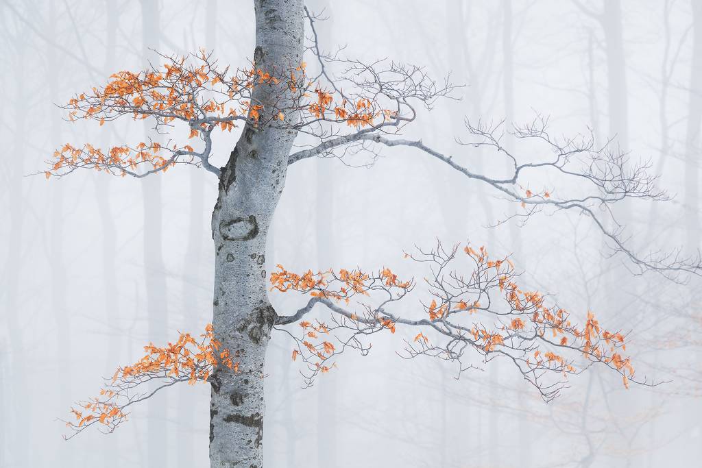 Beauty in the Mist by Martin Rak, Photography, Digital | Art Limited