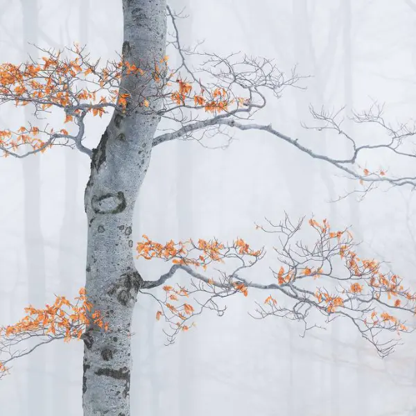 Forest Creatures by Martin Rak, Photography, Digital | Art Limited