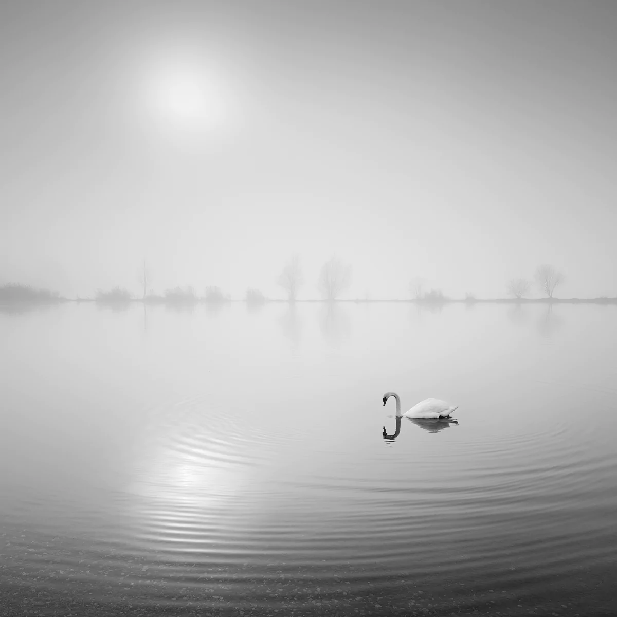 Swan Lake by Martin Rak, Photography, Digital | Art Limited