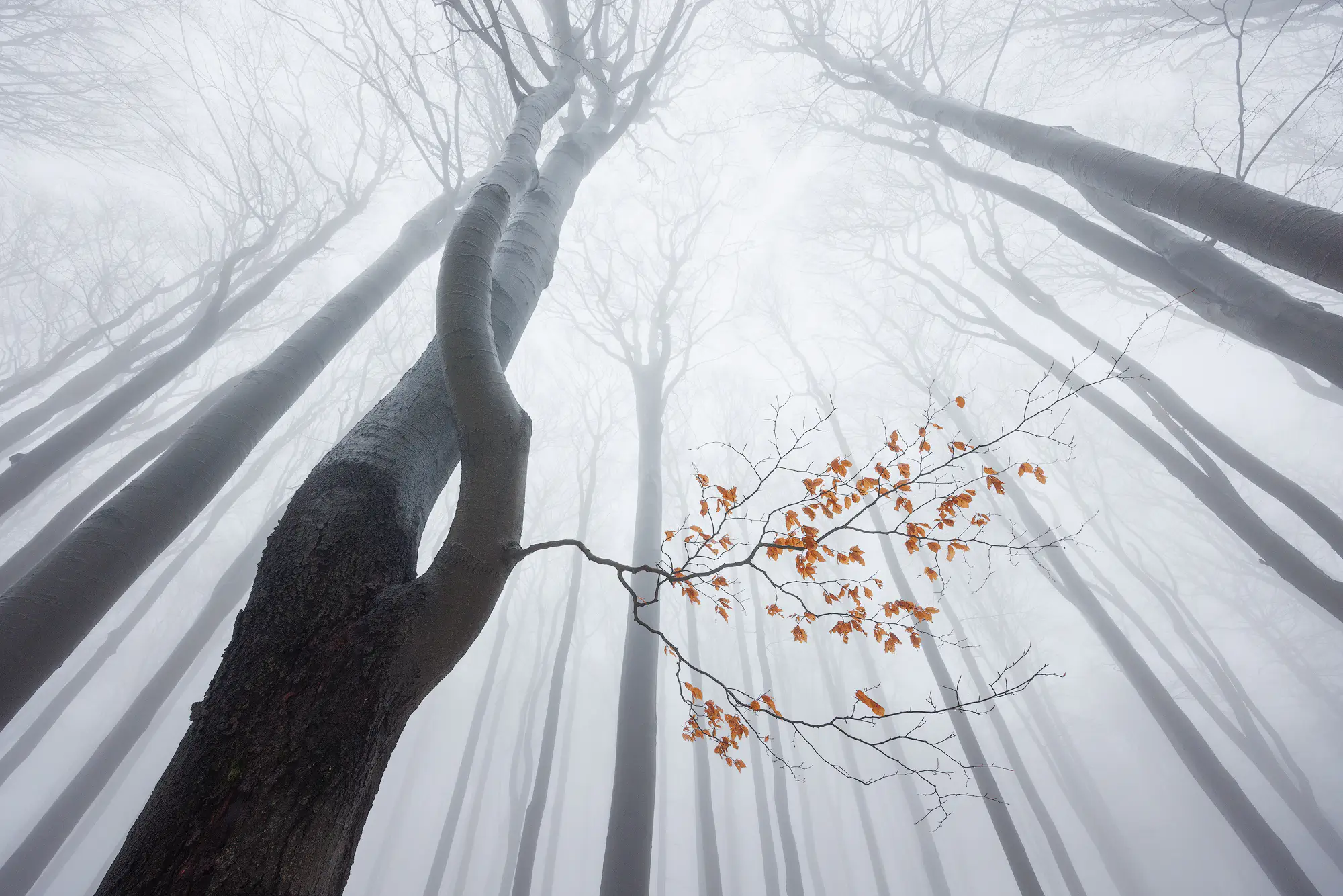 Twisted by Martin Rak, Photography, Digital | Art Limited