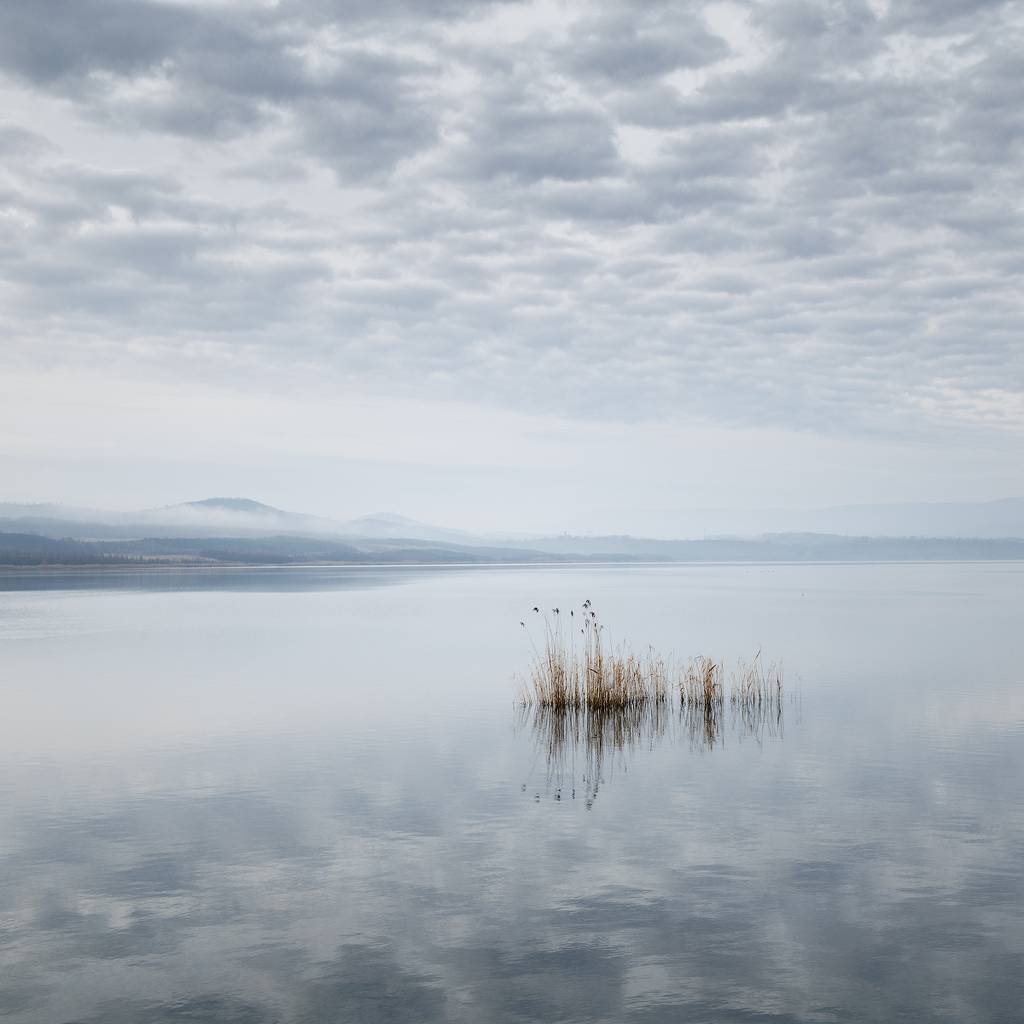 Reed by Martin Rak, Photography, Digital | Art Limited