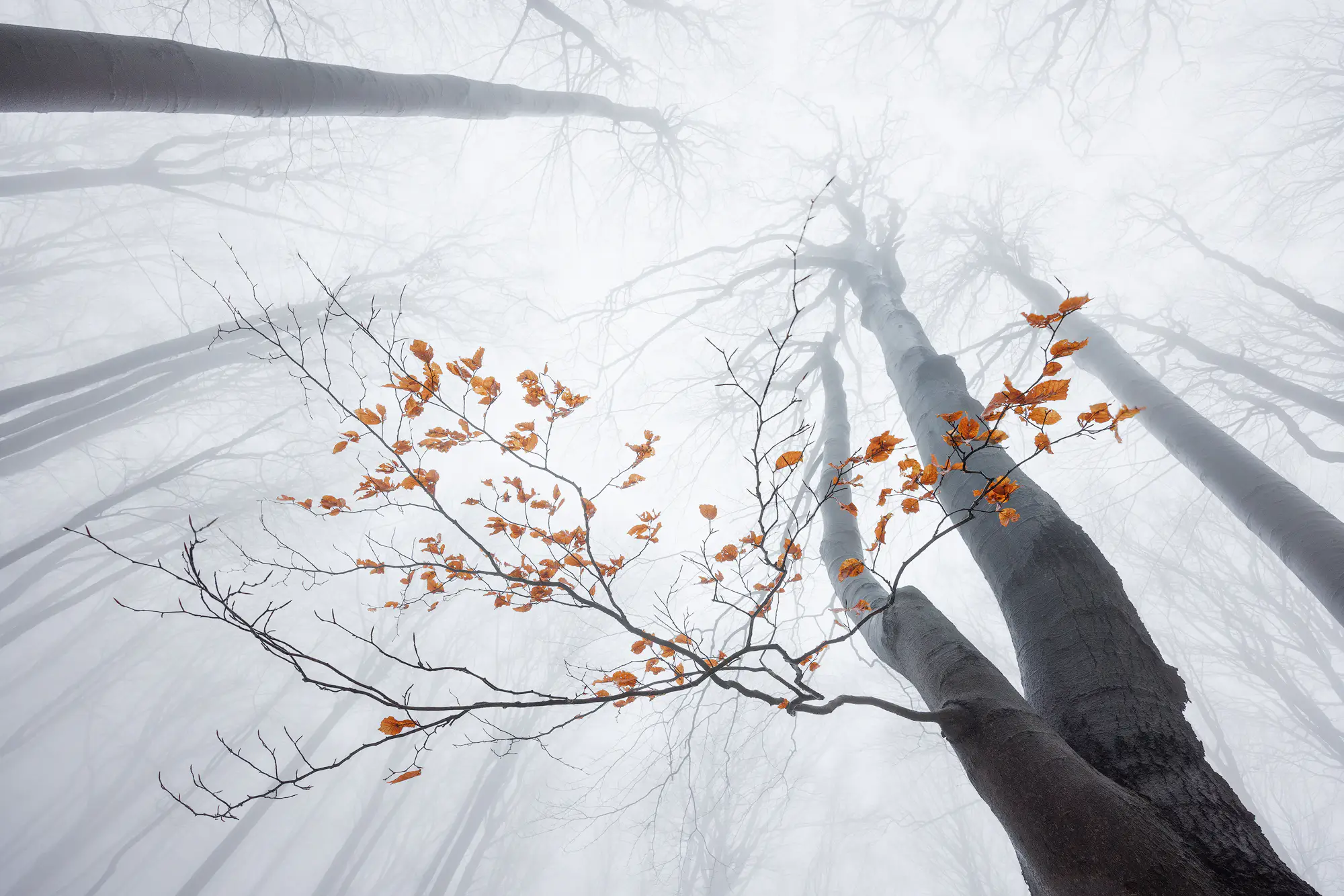 Mysterious Forest by Martin Rak, Photography, Digital | Art Limited