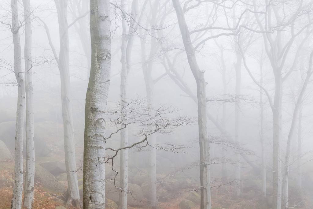 Silver Forest by Martin Rak, Photography, Digital | Art Limited