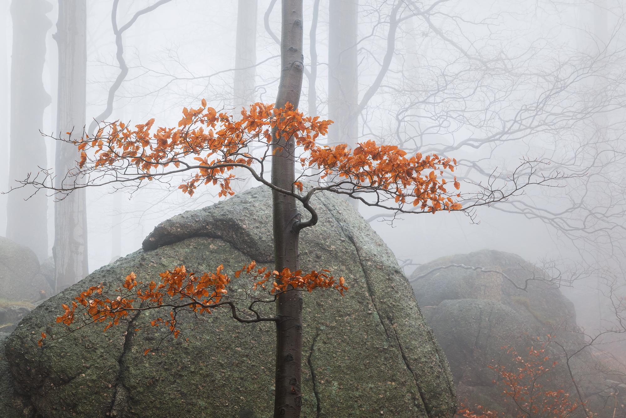 Last days of Autumn by Martin Rak, Photography, Digital | Art Limited