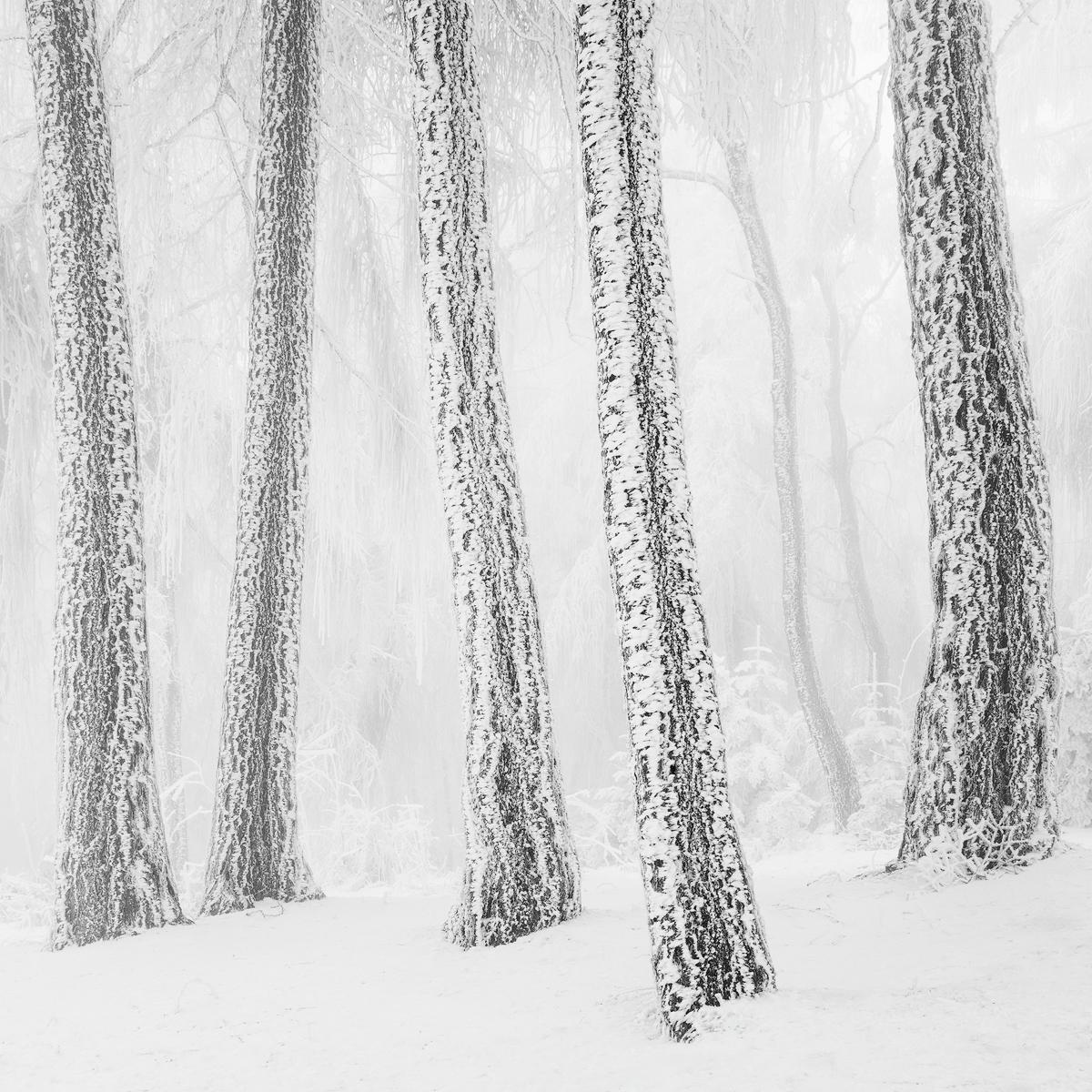 Sugar-coated Forest by Martin Rak, Photography, Digital | Art Limited
