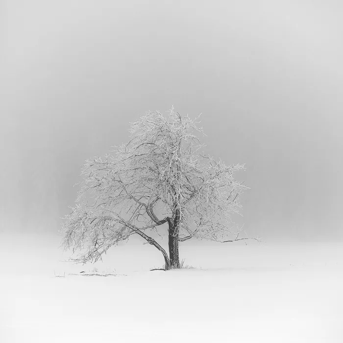 Guardian by Martin Rak, Photography, Digital | Art Limited