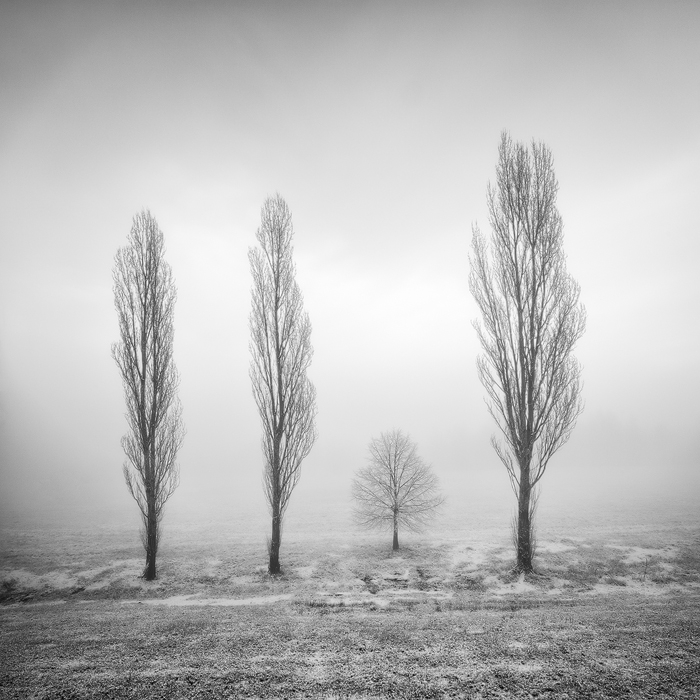 Four Trees by Martin Rak, Photography, Digital | Art Limited